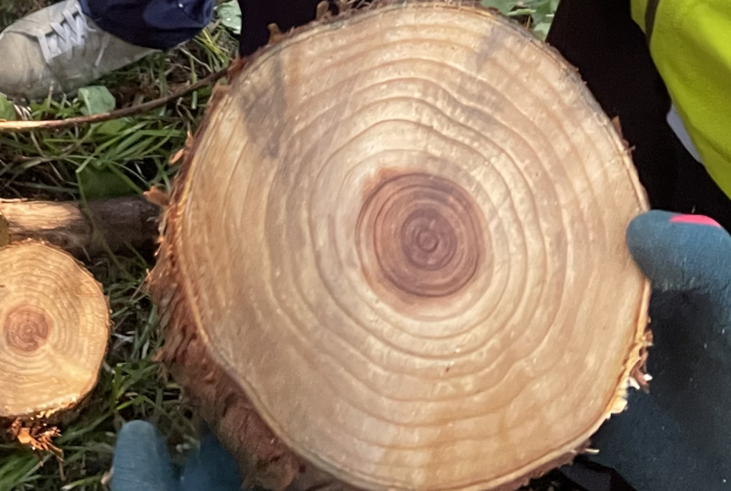 横浜女学院さまと学ぶ。～森の循環ツアー！～ | TIMBERWORK